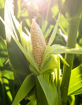 Popcorn: Geschichte und Varianten des Puffmais